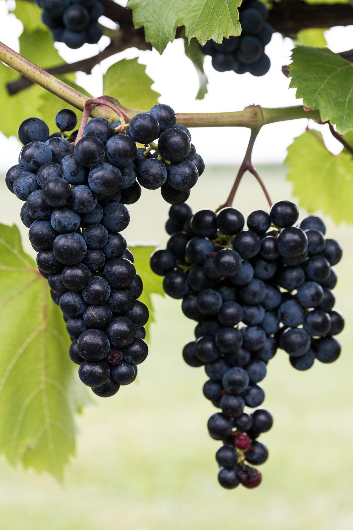Governor Evers Declares Wisconsin Vineyard Week, July 14-20 – Wisconsin ...