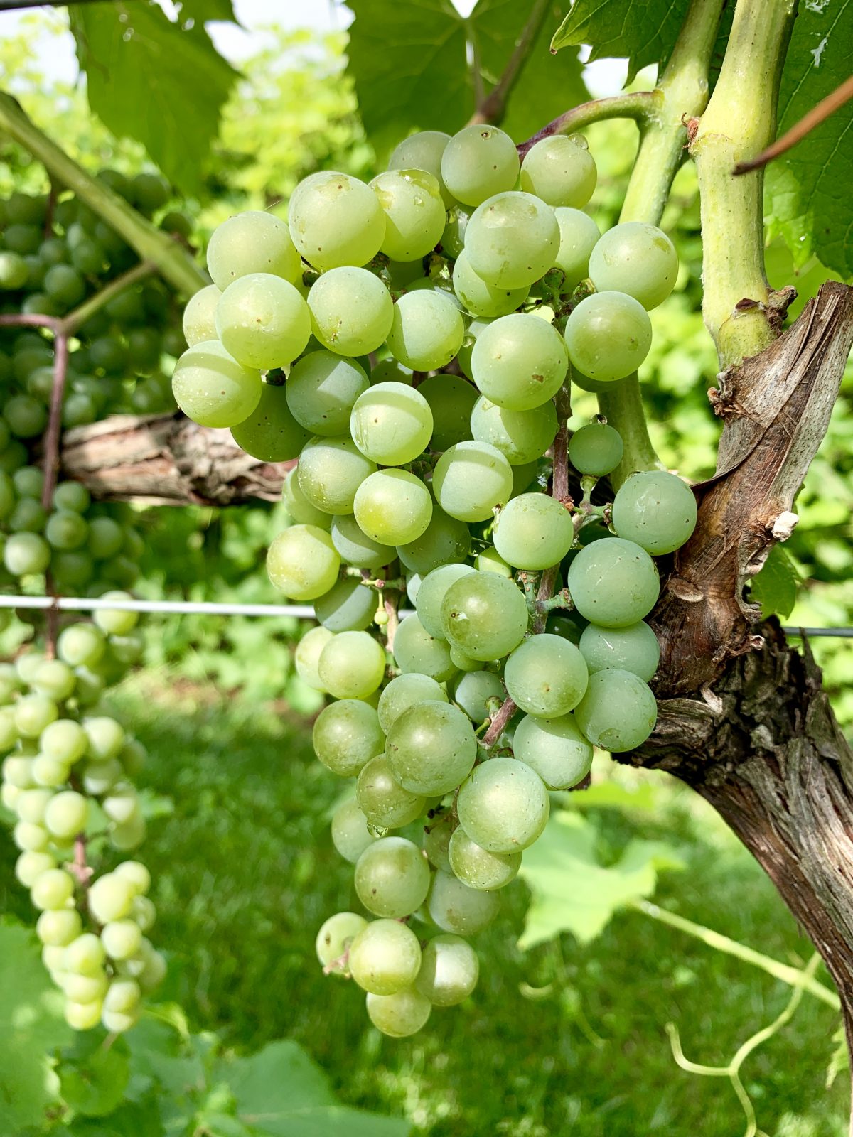 Grape variety developmental stages and fruit maturity evaluation ...
