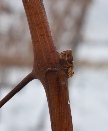 Grape Bud Cold Hardiness Report – Wisconsin Fruit
