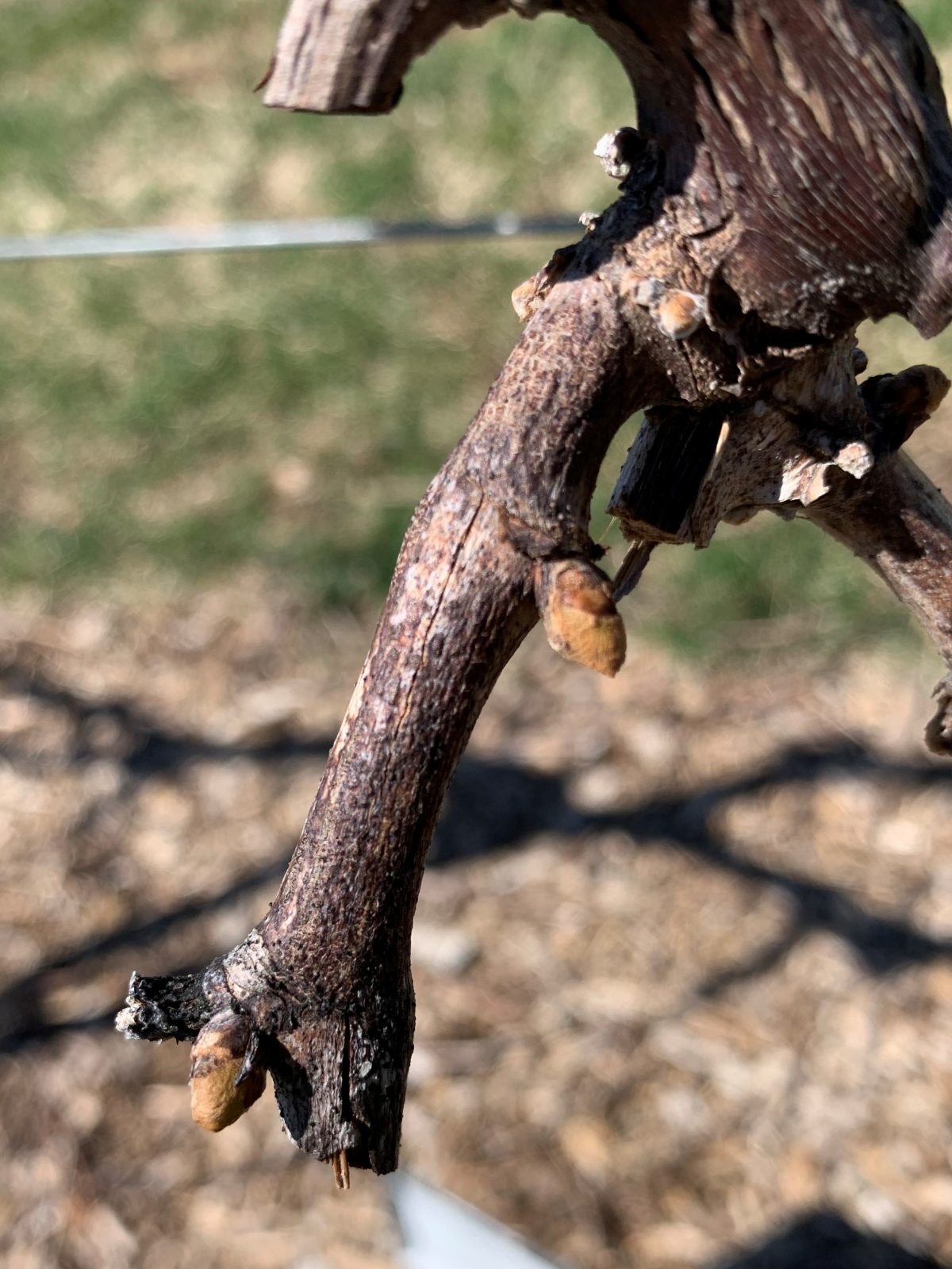 Cold Climate Grape Cultivar Developmental Stages: April 30, 2020 ...