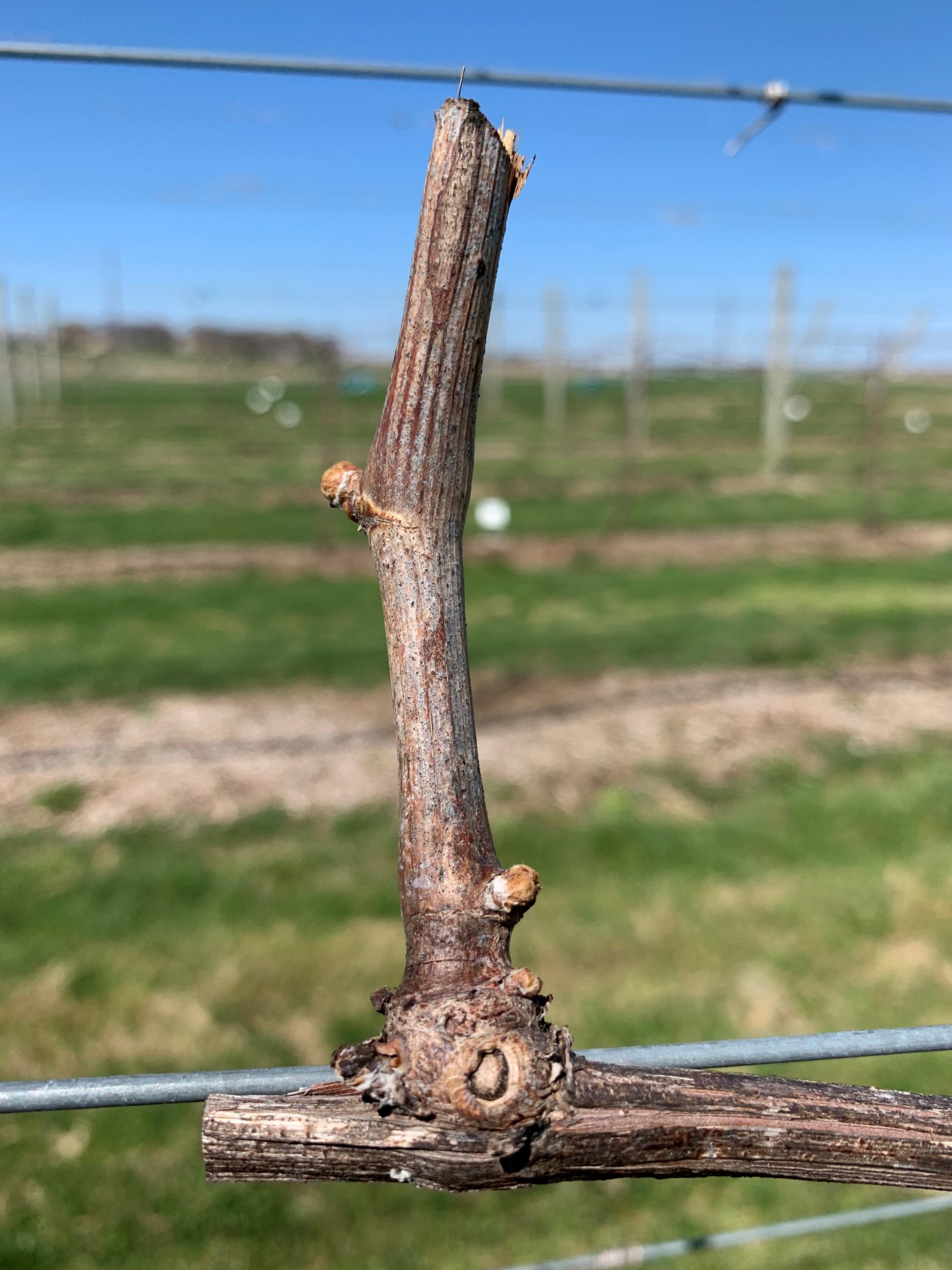 Cold Climate Grape Cultivar Developmental Stages: April 30, 2020 ...