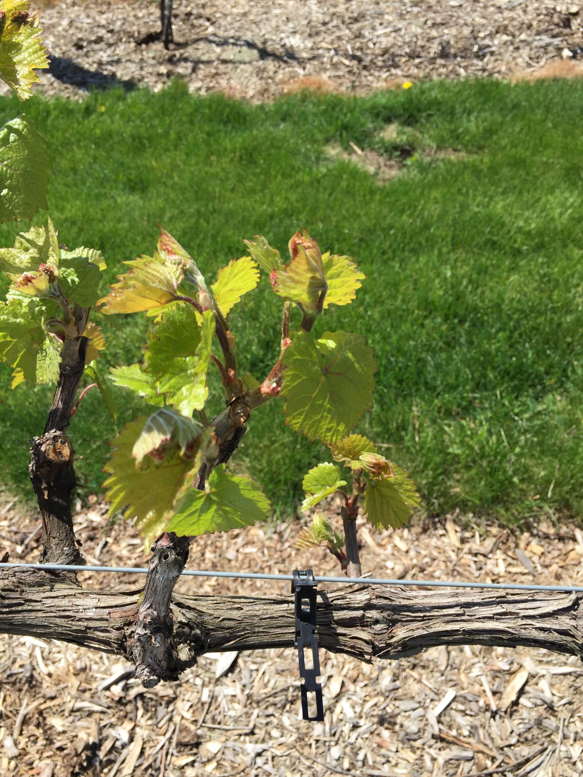 Early Season Webinar Series for Grape Growers – Wisconsin Fruit