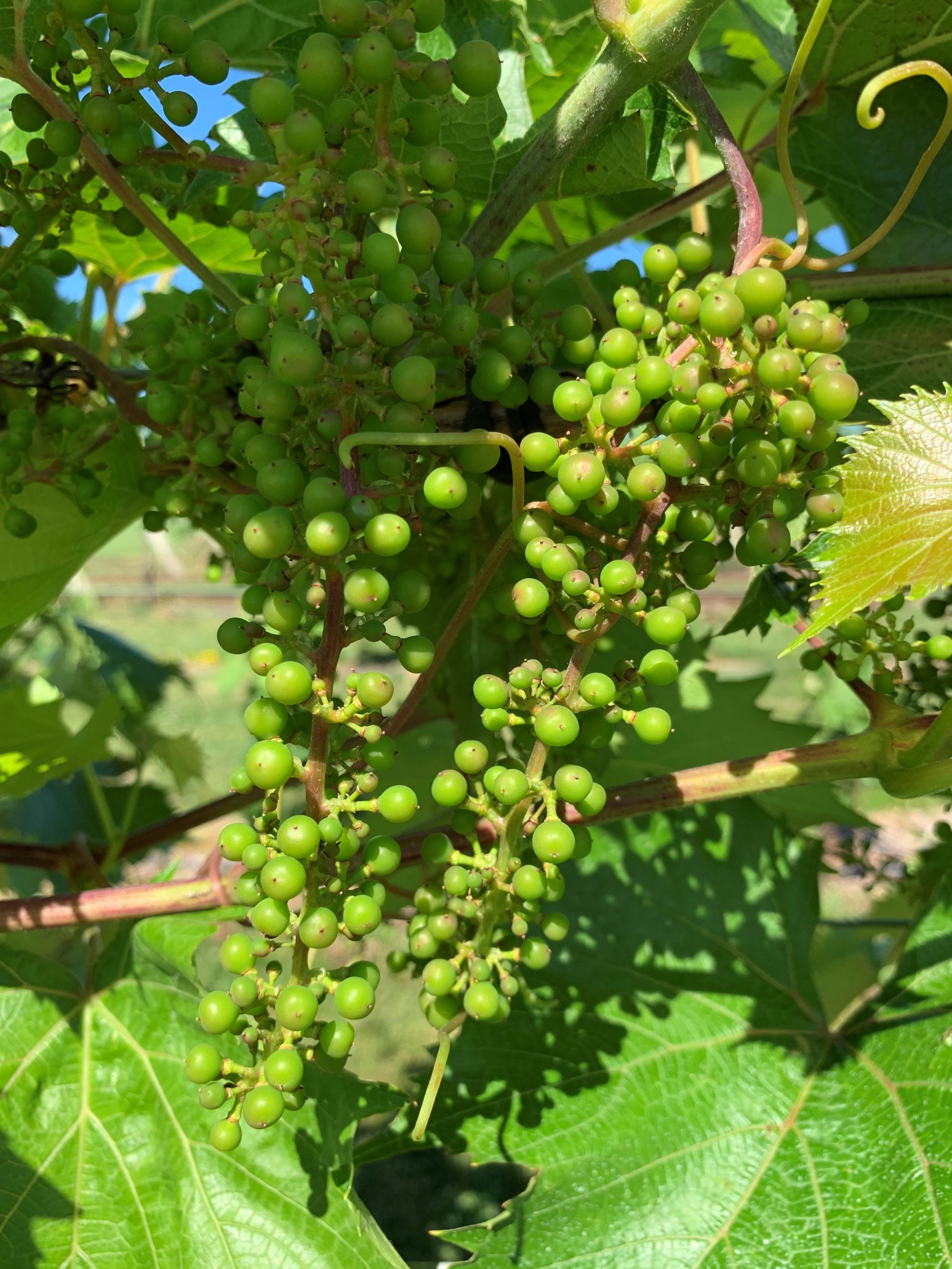 Grape Cultivar Developmental Stages: June 24, 2020 – Wisconsin Fruit