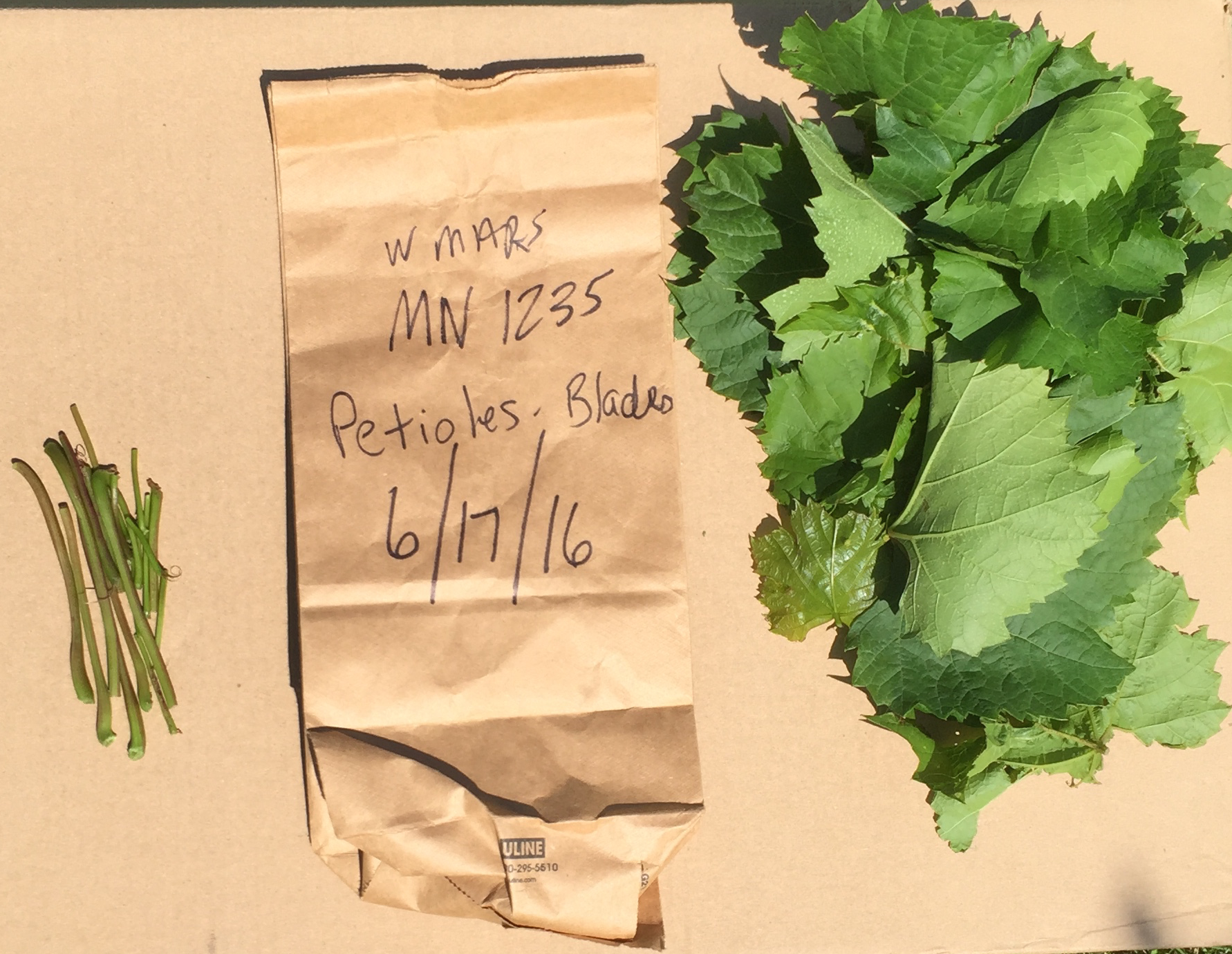 Tissue Analysis to Determine Nutrient Status of Cold-Hardy Wine Grapes ...