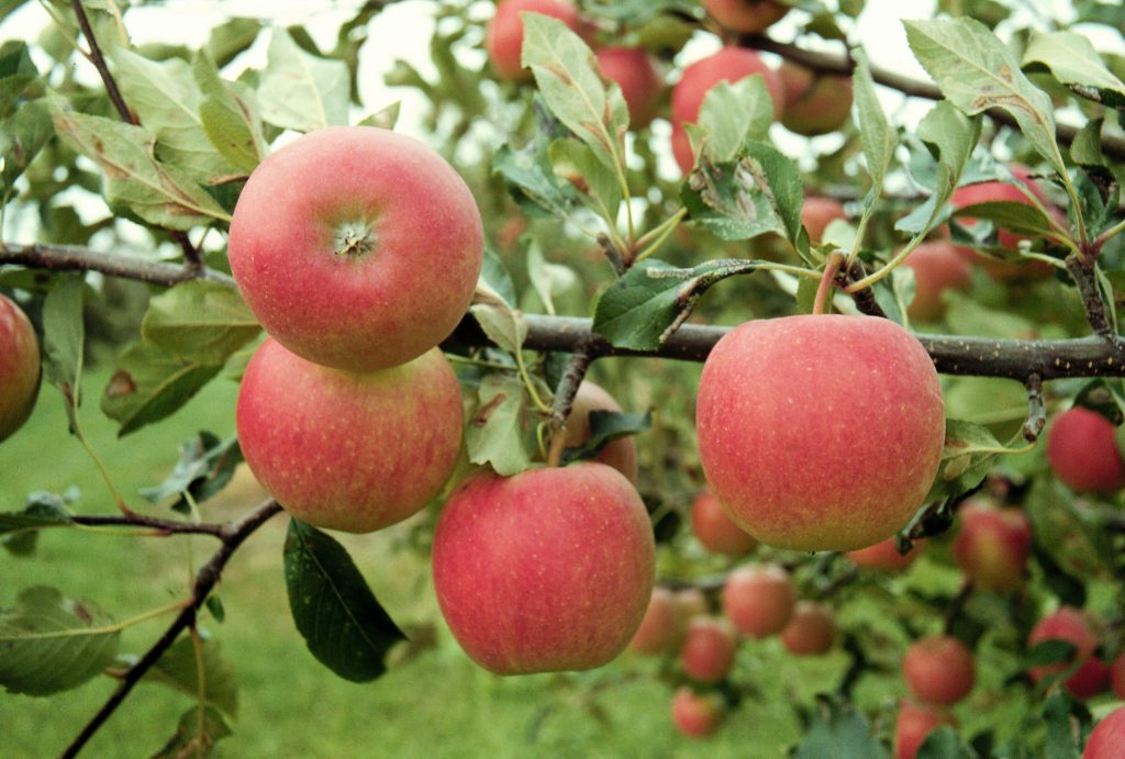 Promoting Red Color in Apples – Wisconsin Fruit