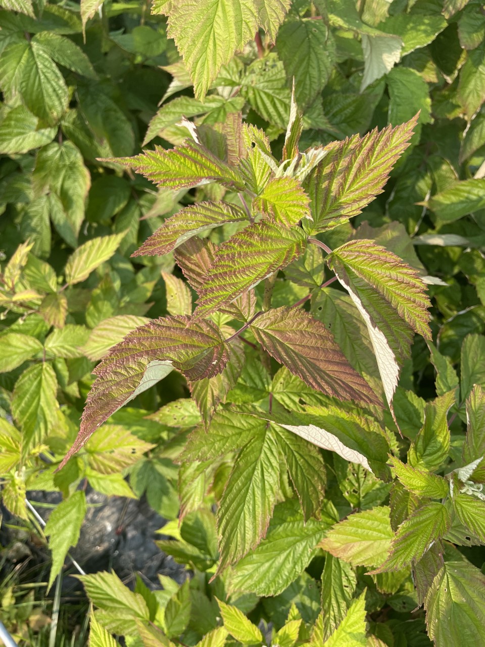 Time for Tissue Analysis in Fruit Crops – Wisconsin Fruit