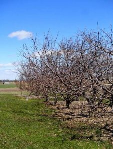 Promalin, a Frost Rescue Alternative for Apples – Wisconsin Fruit
