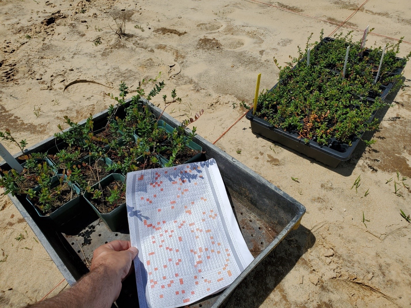 Three Years’ Growth at WCRS Breeding Plots – Wisconsin Fruit