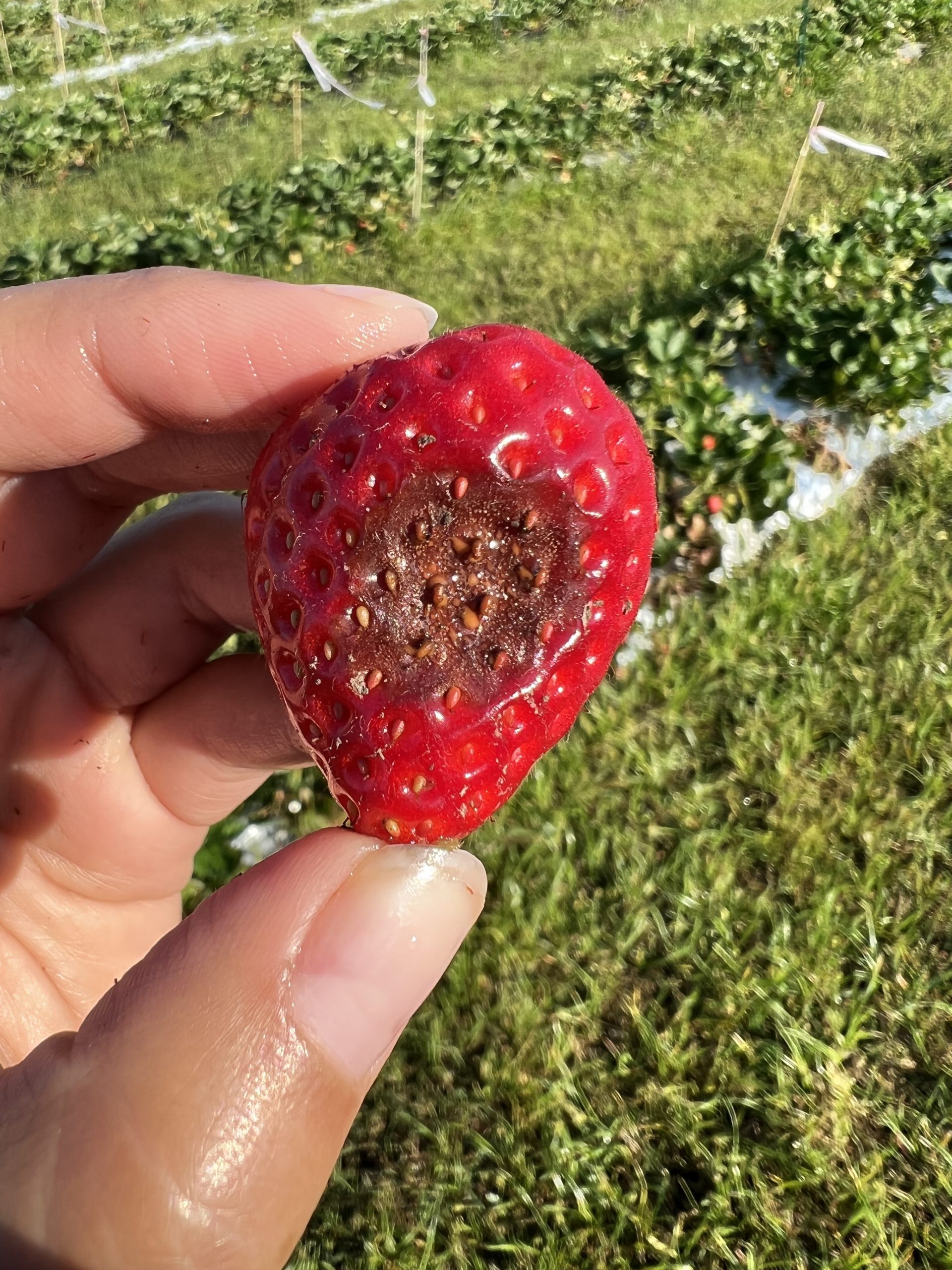 Fruit Rots of Strawberry – Wisconsin Fruit