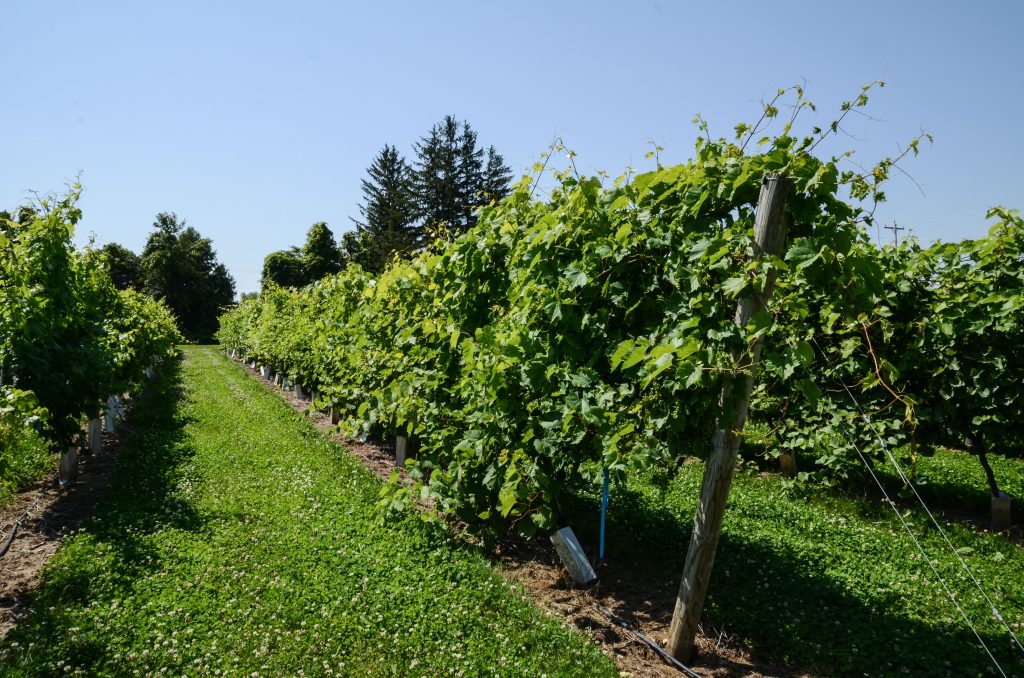 Videos: Shoot Thinning High Cordon Petite Pearl and Marquette ...