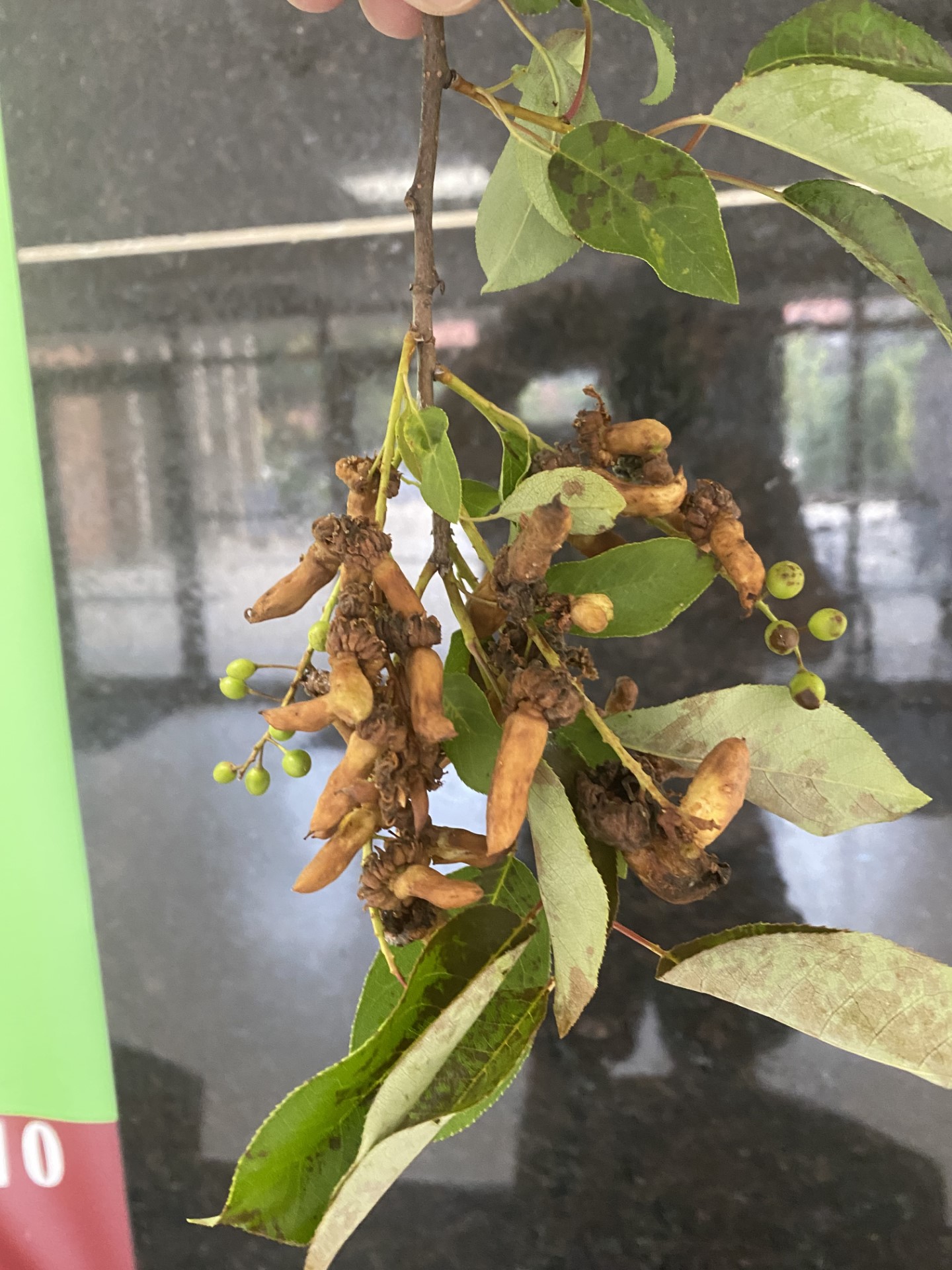 UW-Madison/Extension Plant Disease Diagnostic Clinic (PDDC) Update June ...