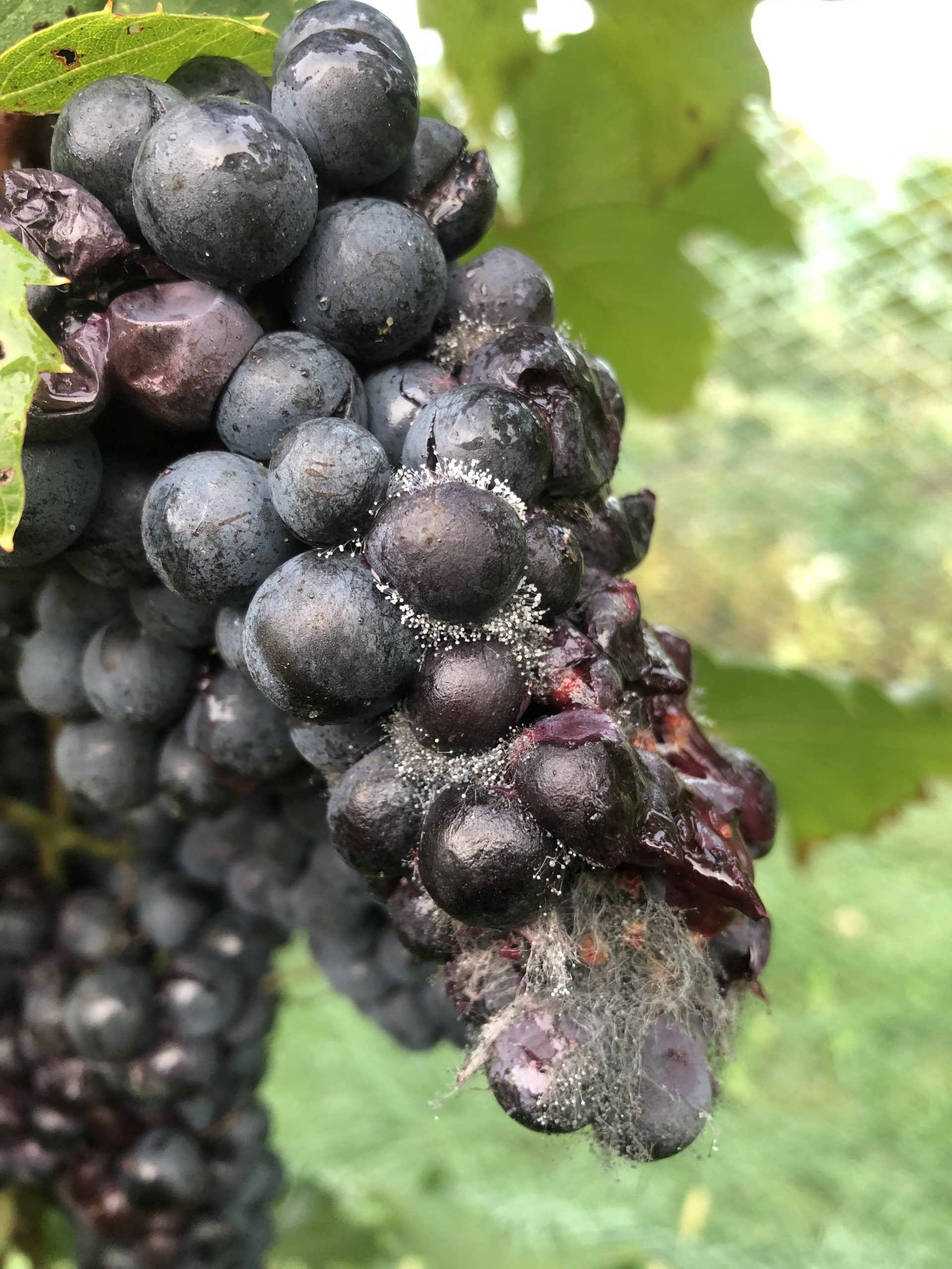 Recent Rains Bring Late Season Cluster Rots to Wisconsin Vineyards ...