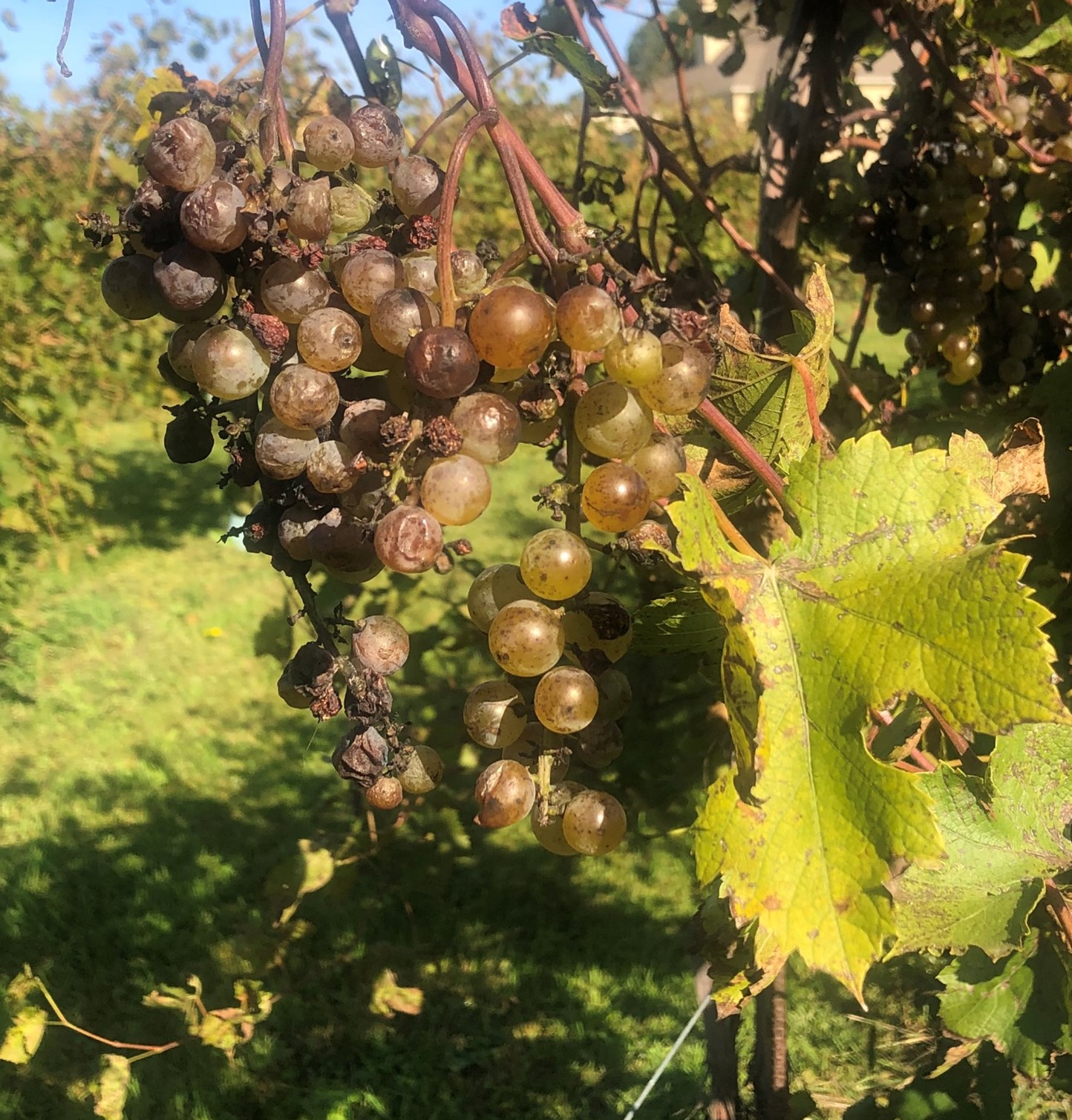 Recent Rains Bring Late Season Cluster Rots to Wisconsin Vineyards ...