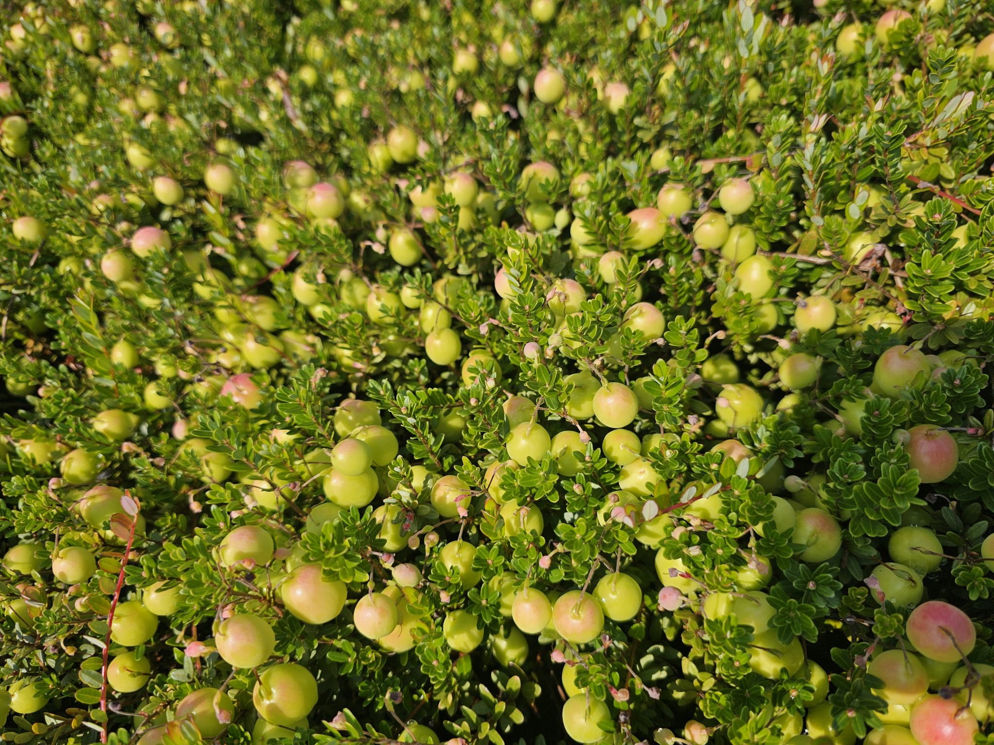 Grower Update: Vilas Cranberry – Wisconsin Fruit