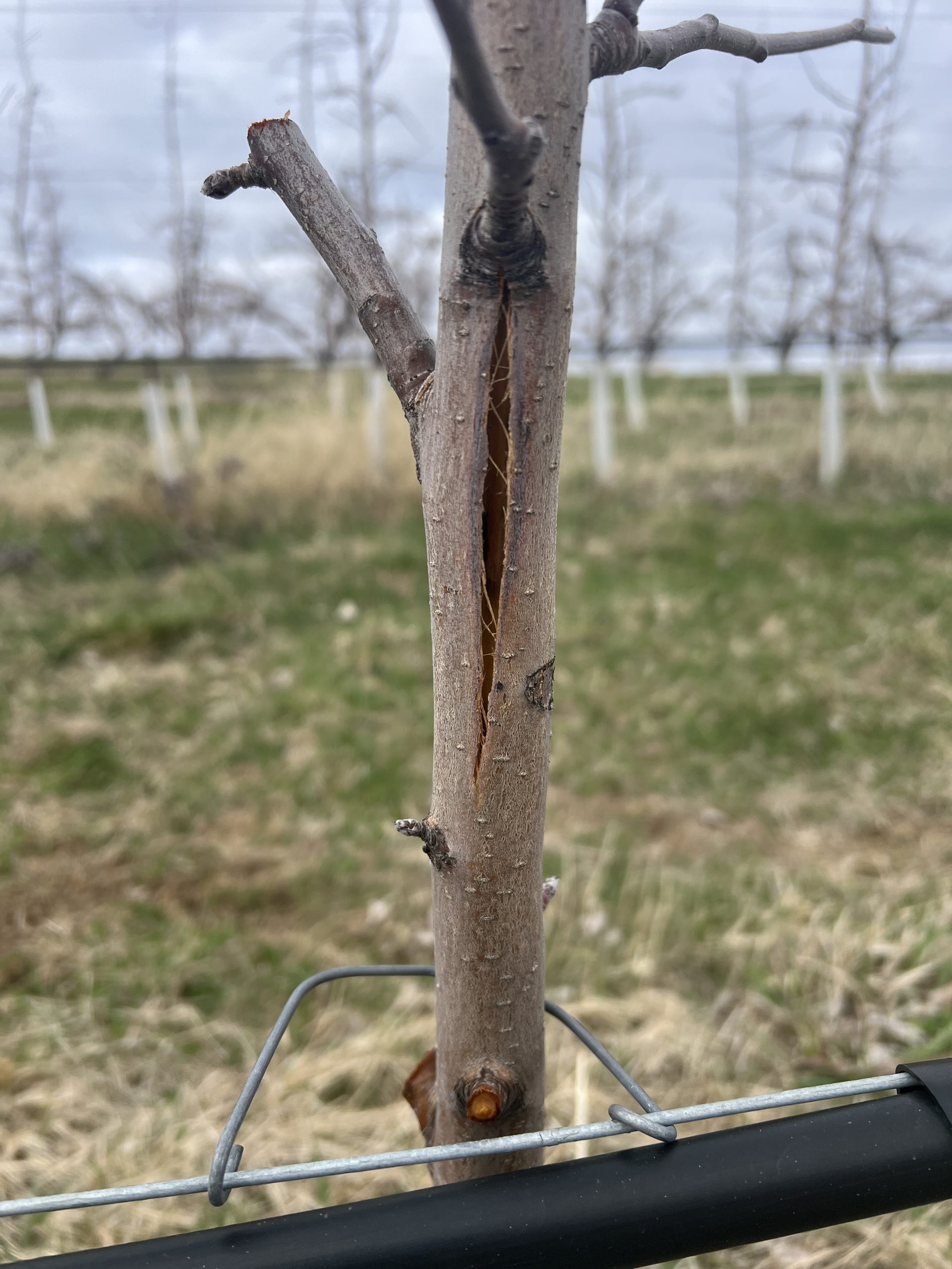 Understanding and Preventing Southwest Injury (Sunscald) in Young Trees ...