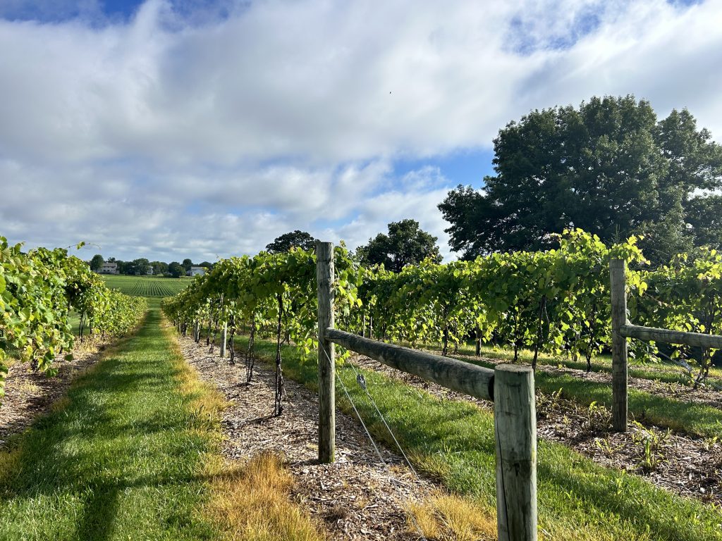 Fertilizing Wine Grapes: Linking Shoot Growth to Petiole Nitrogen ...