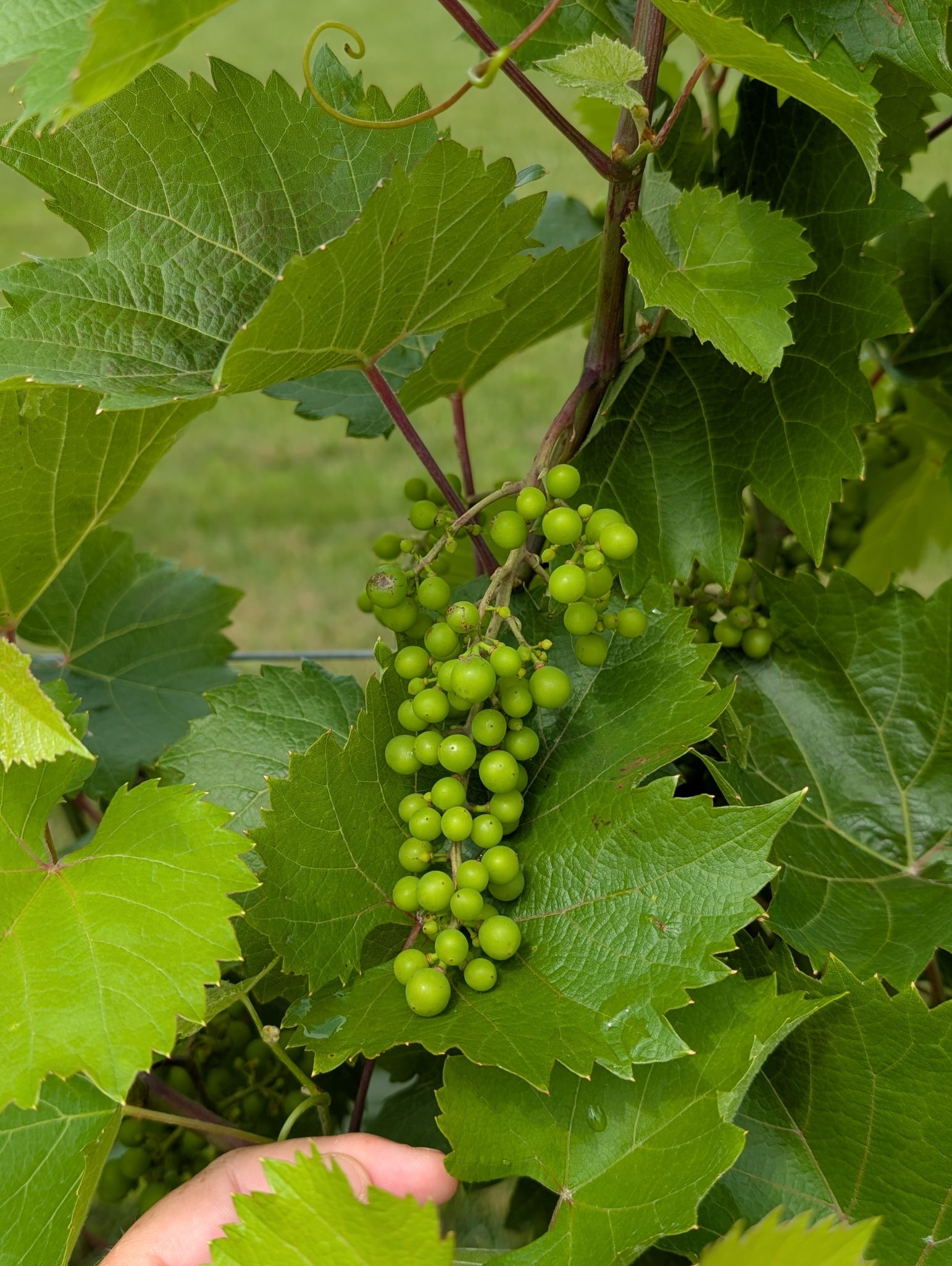 Wisconsin Fruit Crop Scouting Report: June 26, 2025 – Wisconsin Fruit