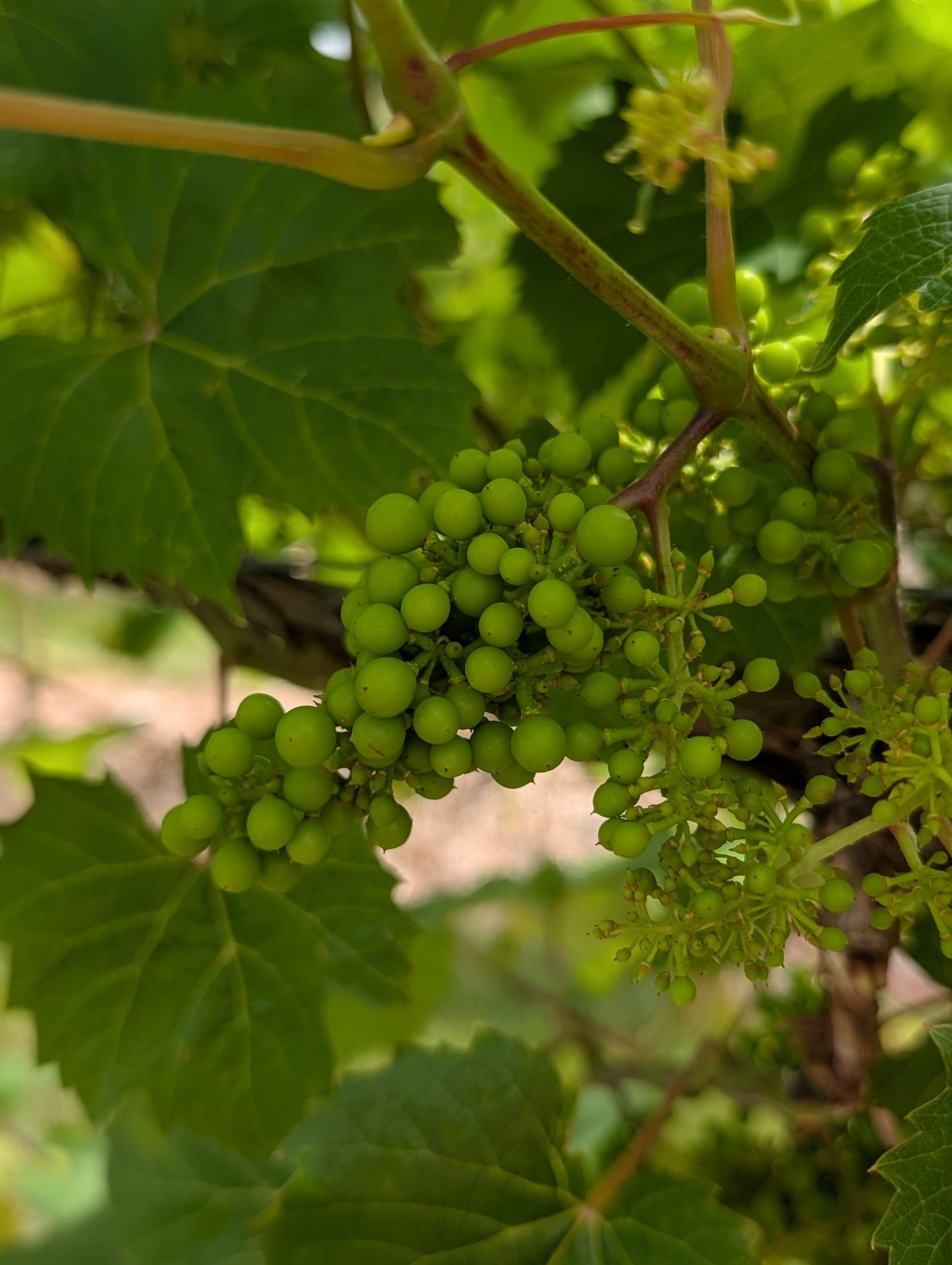 Wisconsin Fruit Crop Scouting Report: June 26, 2025 – Wisconsin Fruit