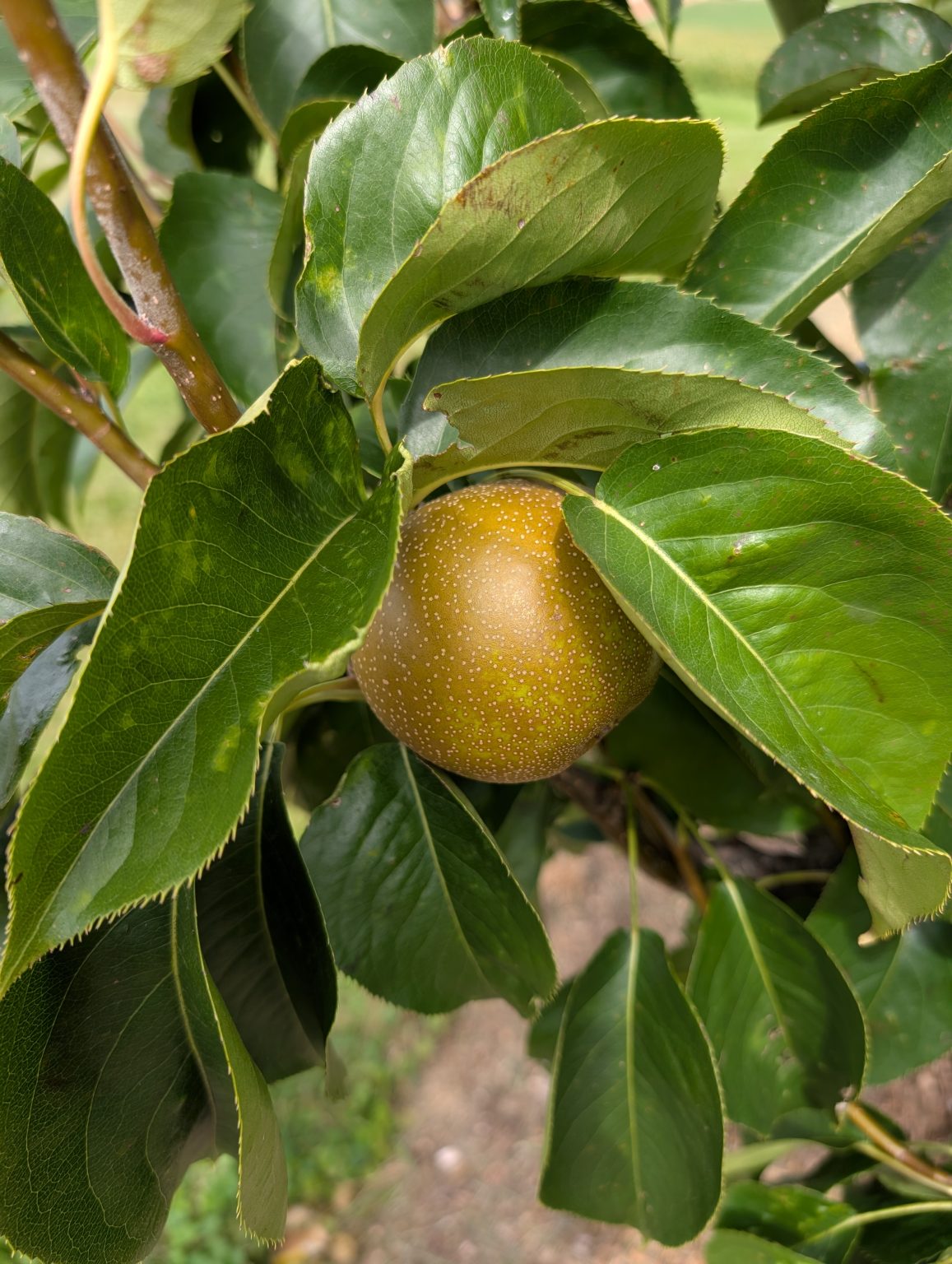 Notes from the Field: A Growers Perspective – Ben Kraus Chat #11 ...