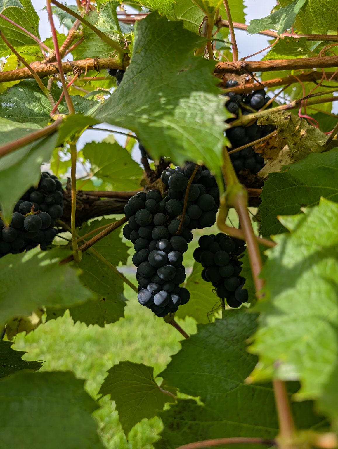 Wisconsin Fruit Crop Scouting Report: September 10, 2025 – Wisconsin Fruit